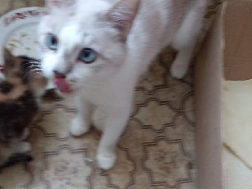 Кошка Мальвина ищет дом