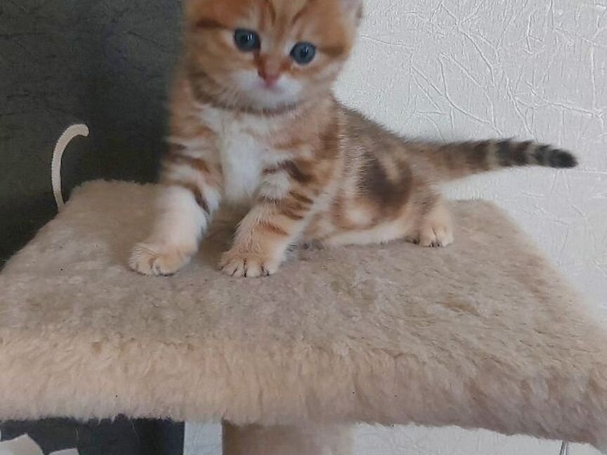 Британский котёнок