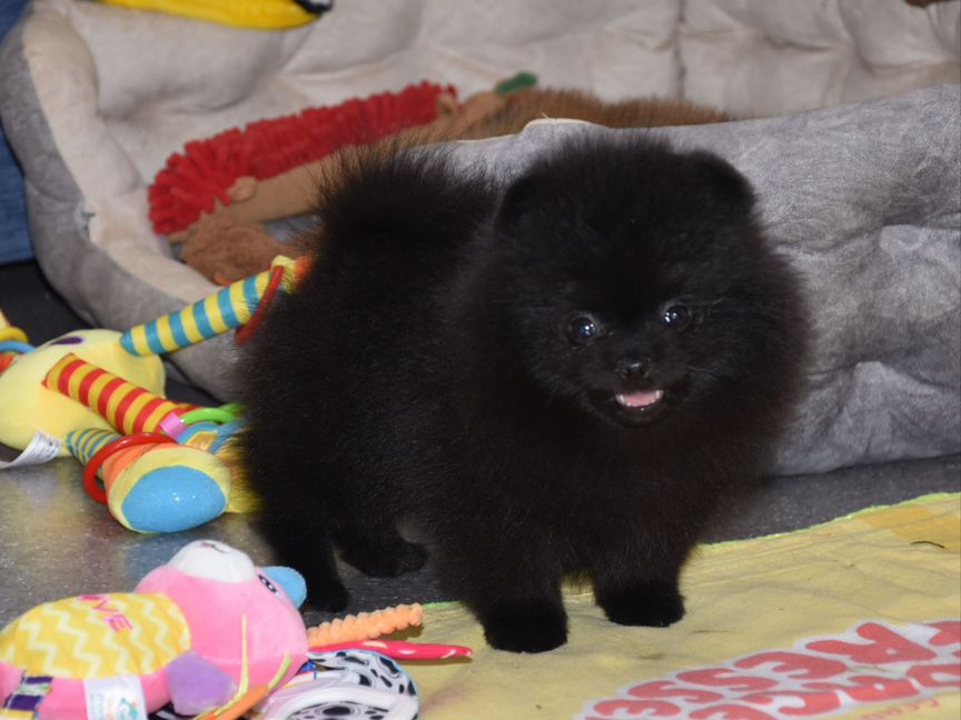 Померанский шпиц тип мишка мини