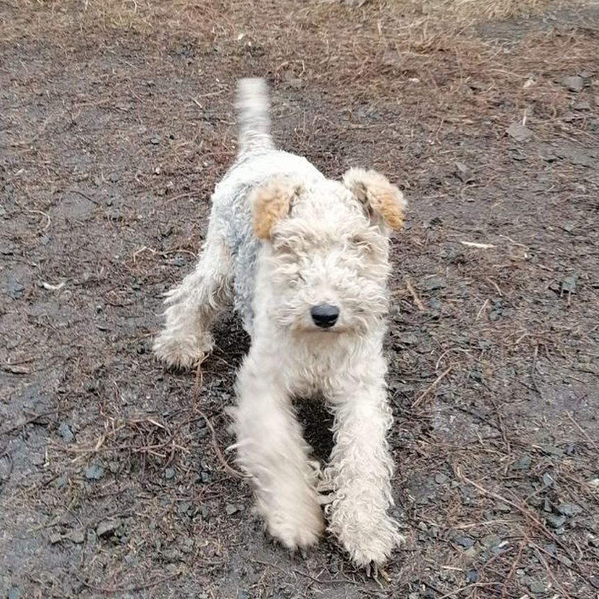Фокстерьер, взрослая собака