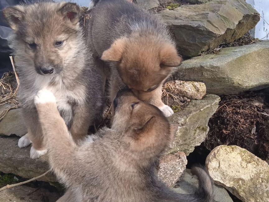 Щенки Западно сибирская лайка