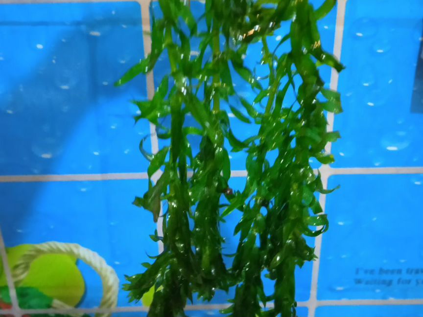 Водоросли для аквариума