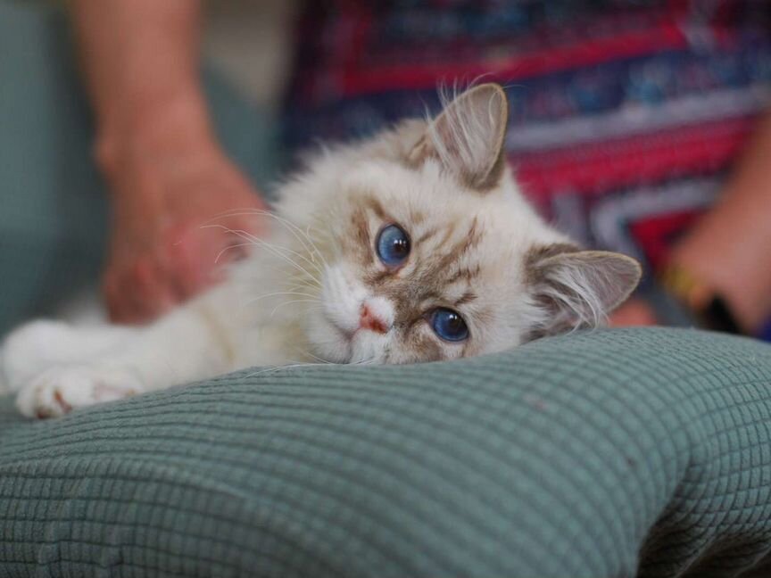 Невская маскарадная