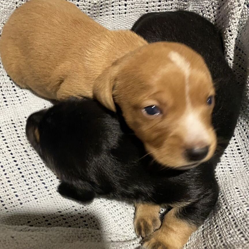 Такса, щенок