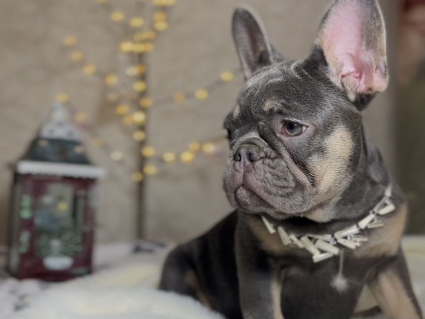 Французский бульдог чудесные девочки