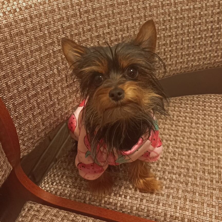 Йоркширский терьер мини