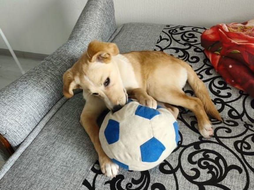 Щенок дворняга девочка