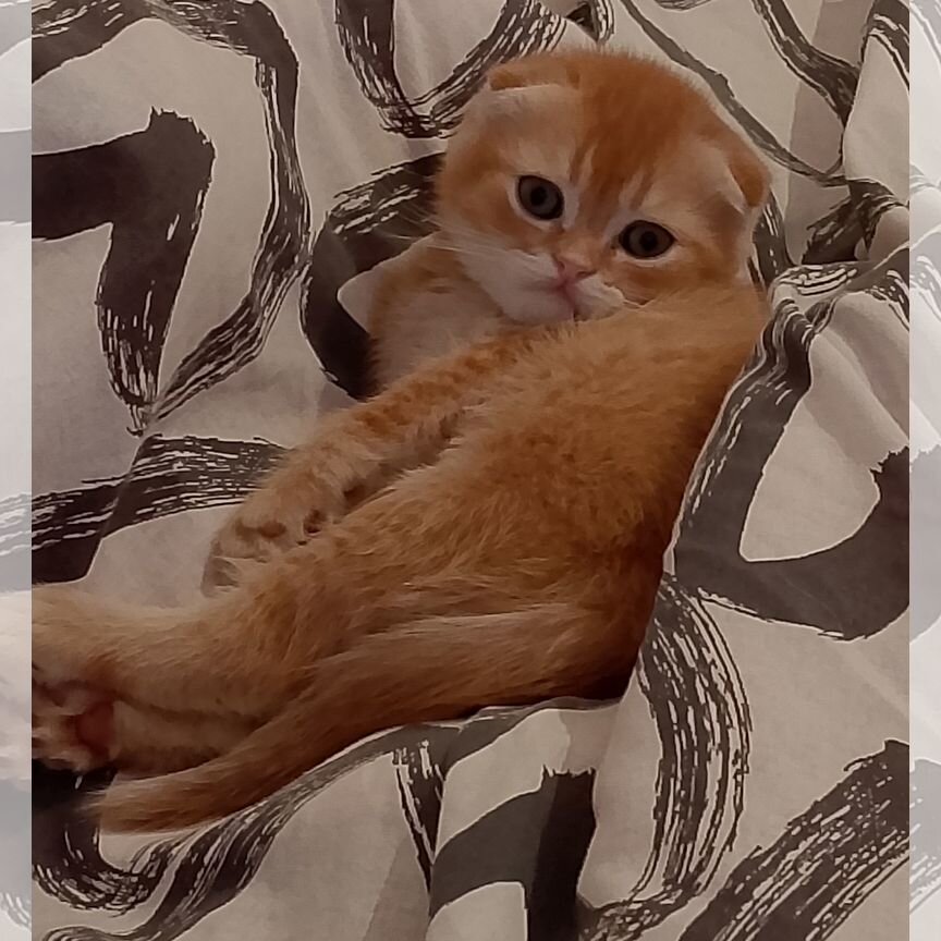 Шотландский вислоухий короткошёрстный котёнок