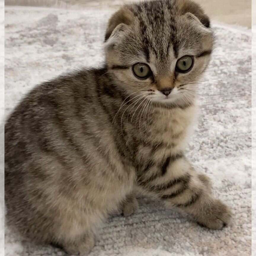 Шотландская вислоухая кошка