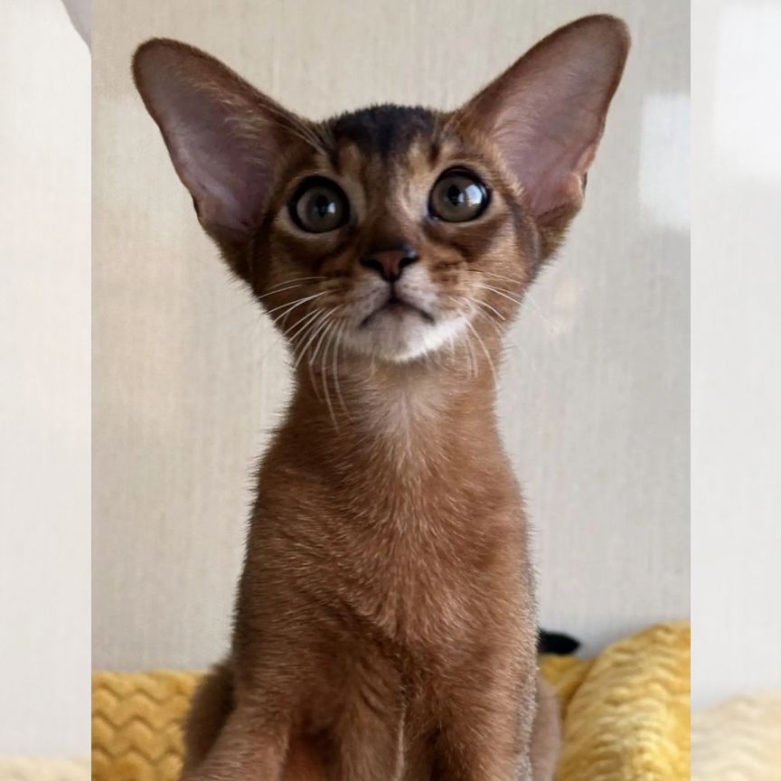 Абиссинский котёнок