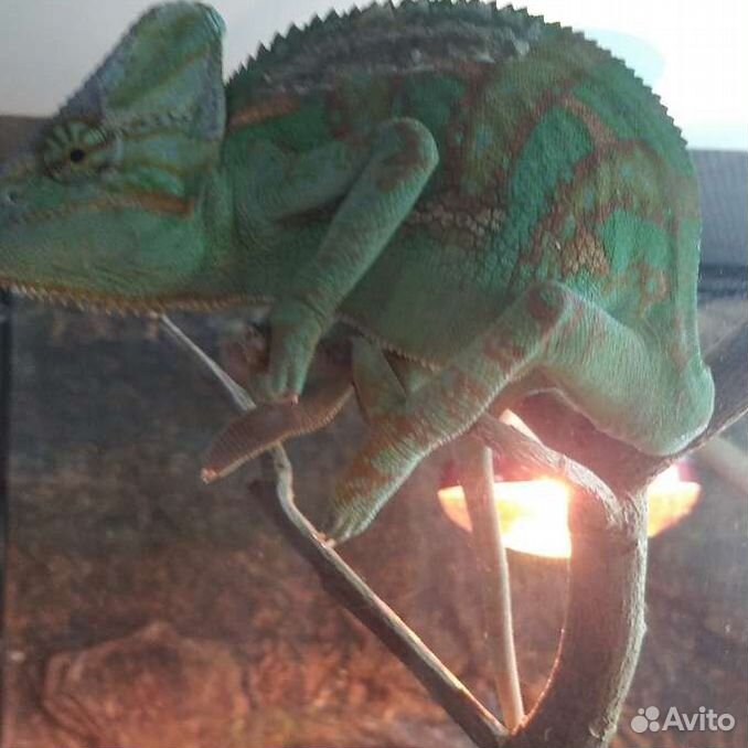 Еменский хамелеон