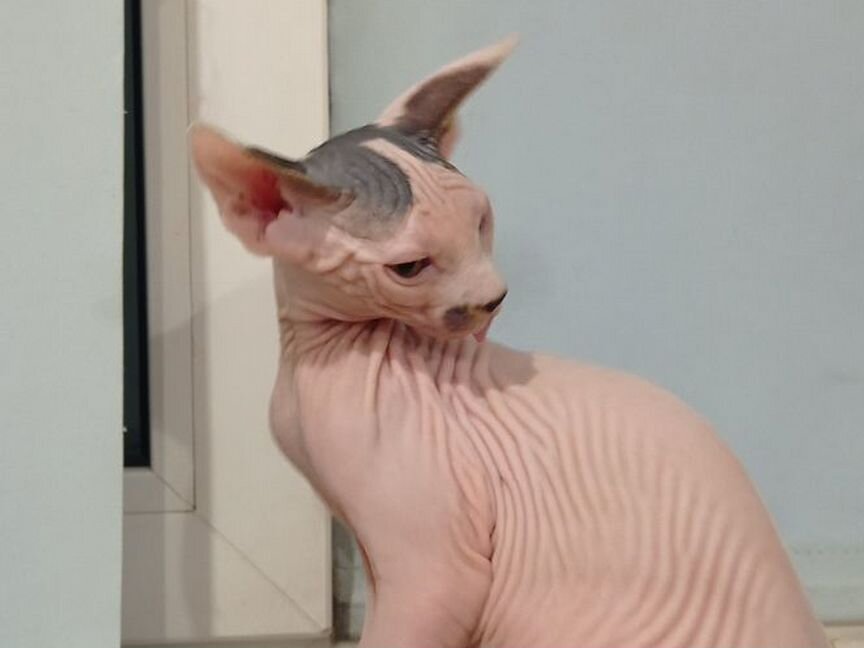 На продаже котёнок Канадского Сфинкса - мальчик