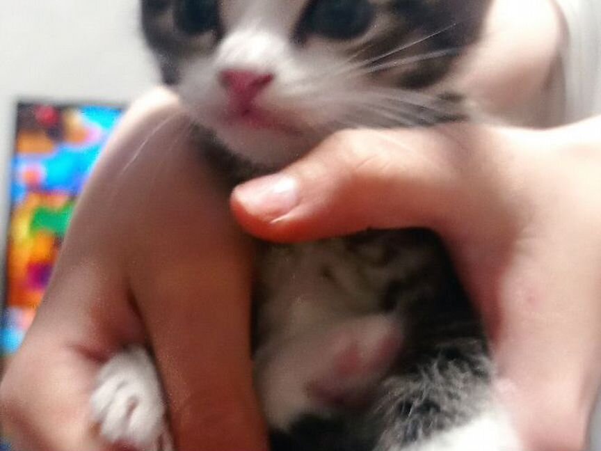 Котята