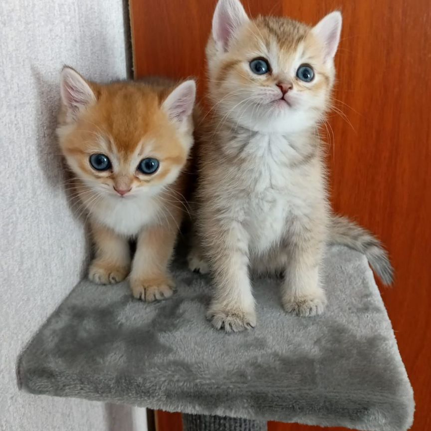 Кошки