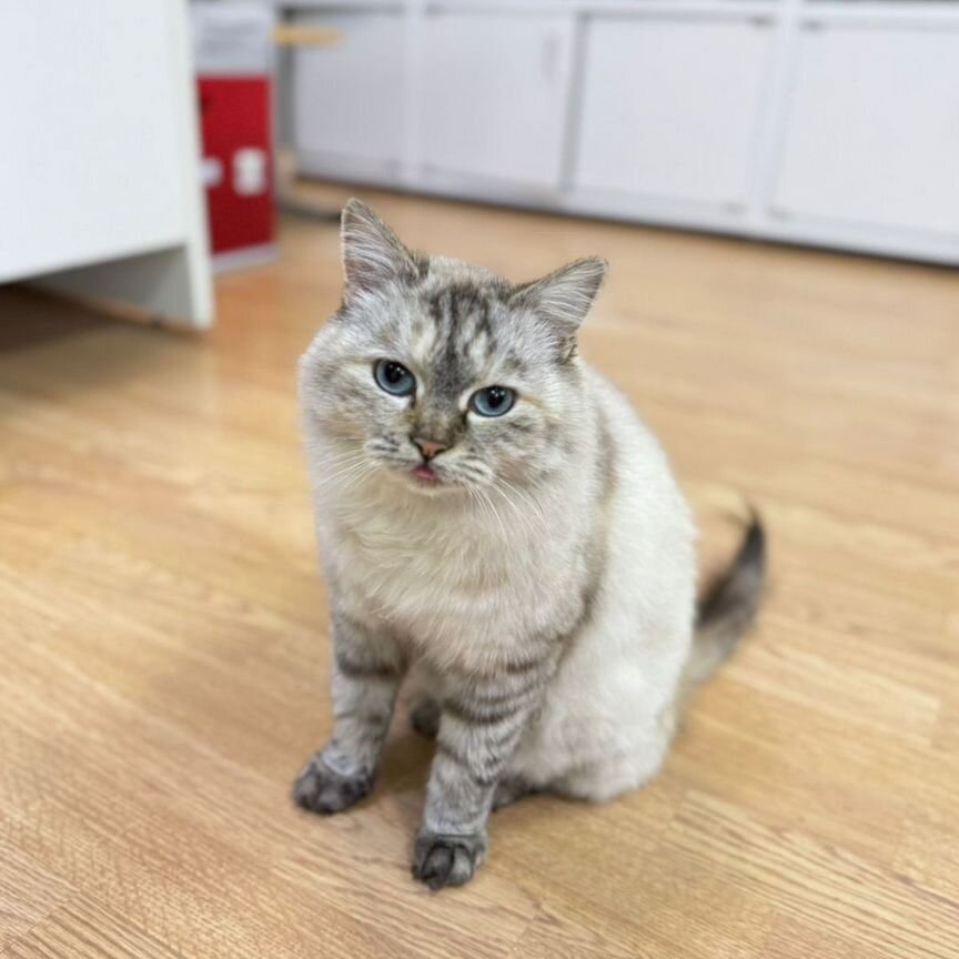 Кошка в добрые руки