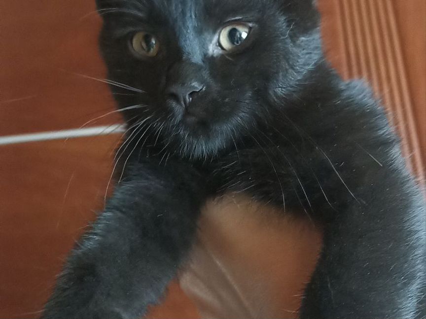 Котенок Курильского бобтейла