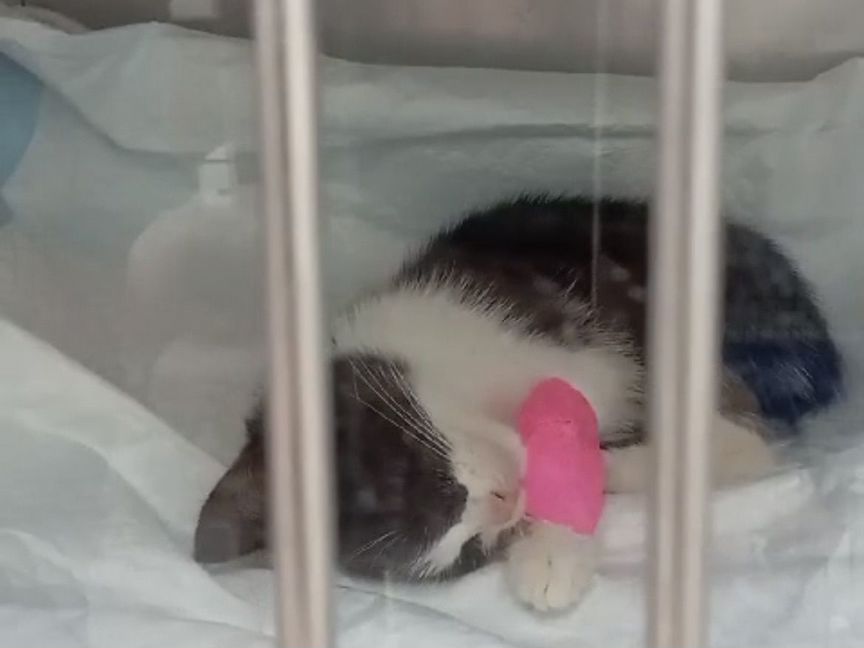 Котята из клинике
