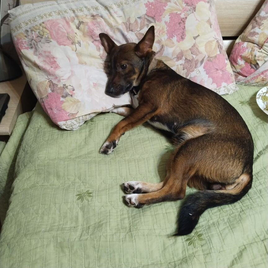 Маленькая собака