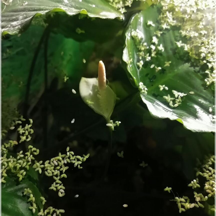 Аквариумное растение Анубиас