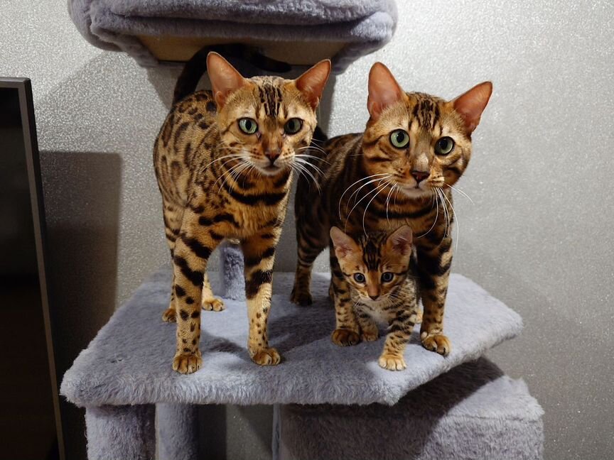 Продам бенгальского кота