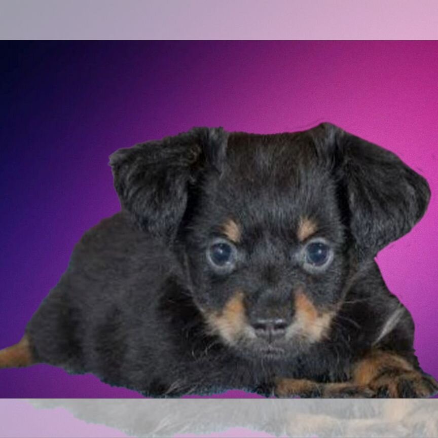 Русский той-терьер, щенок