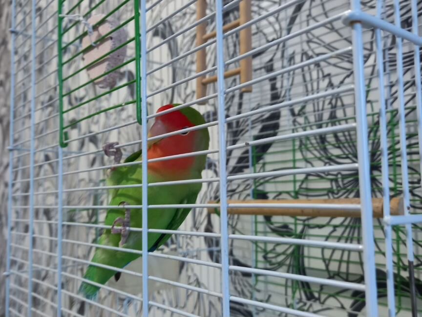 Неразлучник, девочка