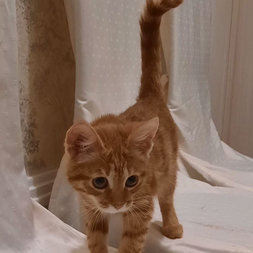 Котёнок
