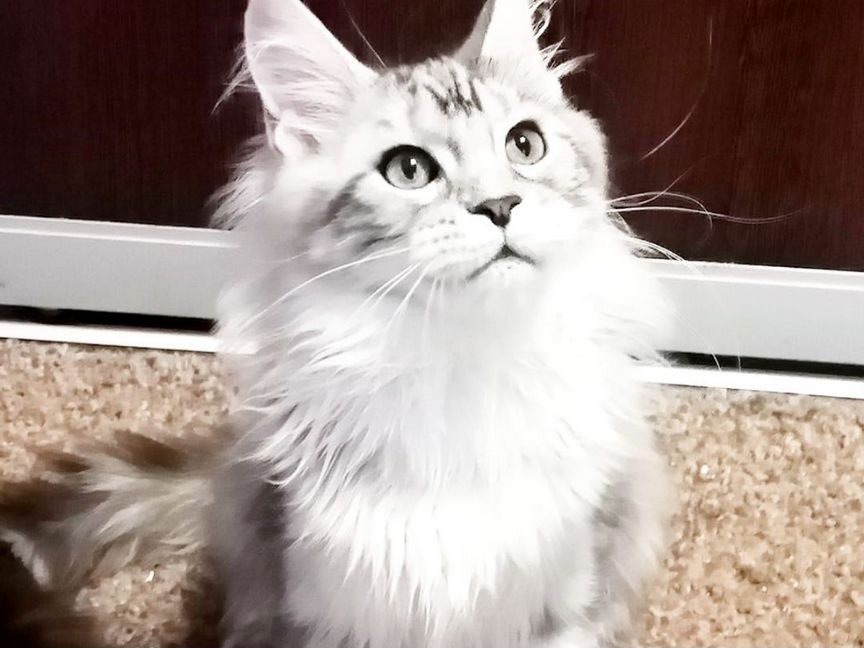 Кому шикарных котят