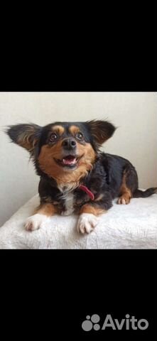 Маленькая собачка ищет семью