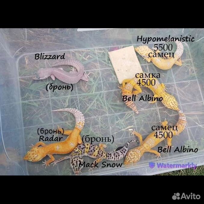 Геккон эублефар