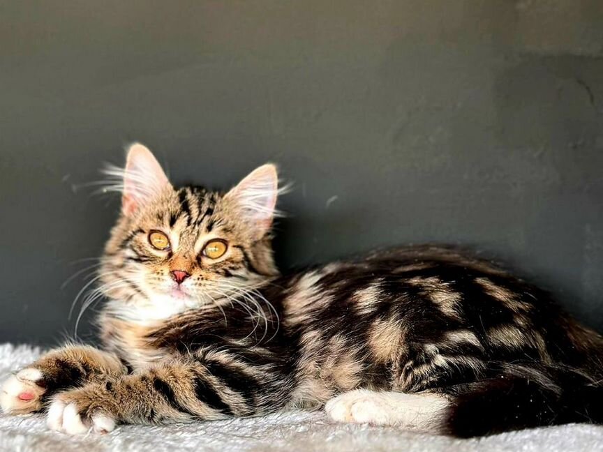 Котёнок мраморного окраса