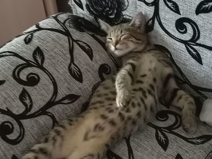 Котик в добрые руки