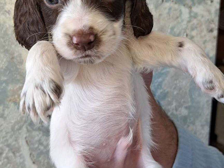 Щенки русского спаниеля