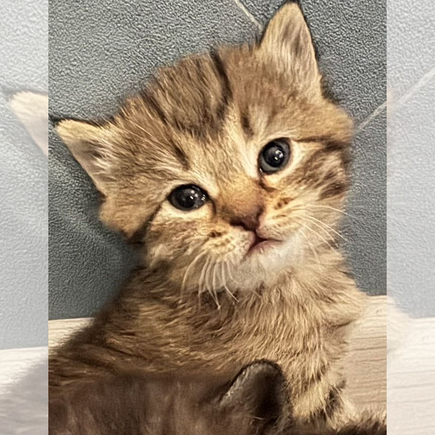 Шотландский прямоухий короткошёрстный котёнок