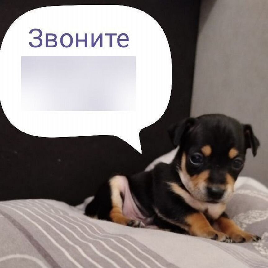 Будут продаваться щенки тойчика
