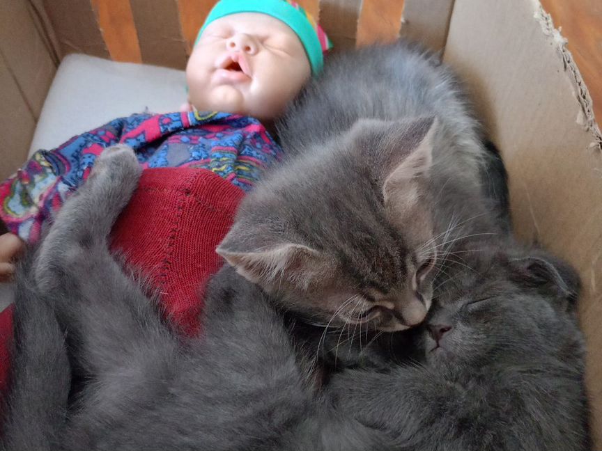 Вислоухий котенок, очень игривый