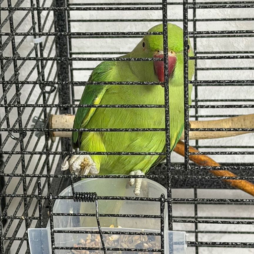 Продам ожерелового попугая