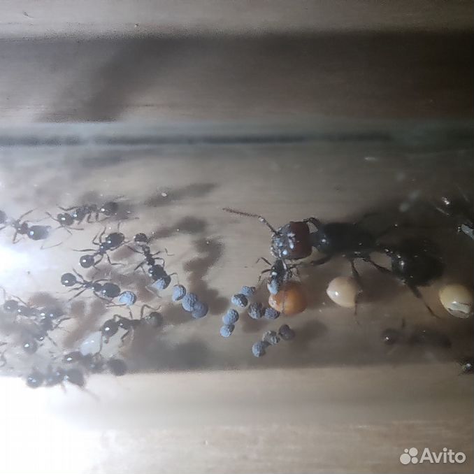 Муравьи Messor Barbarus
