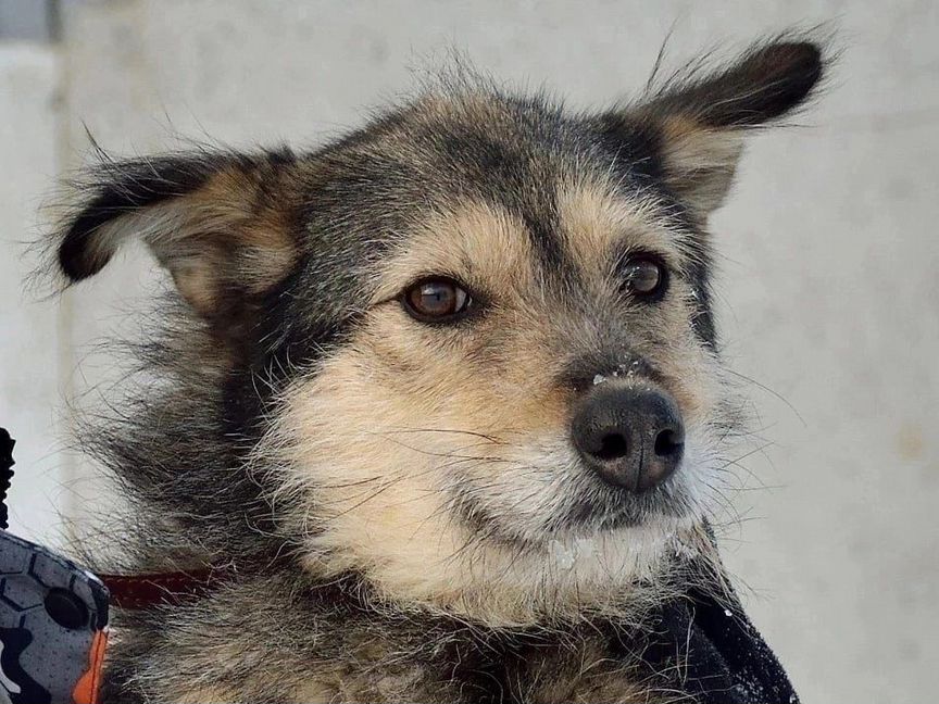 Спасите Ненси из приюта