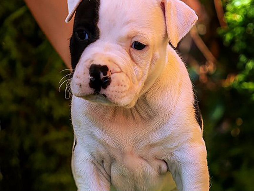 Шикарный амстафф мальчик