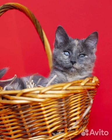 Особенный котенок девочка в дар 3 мес