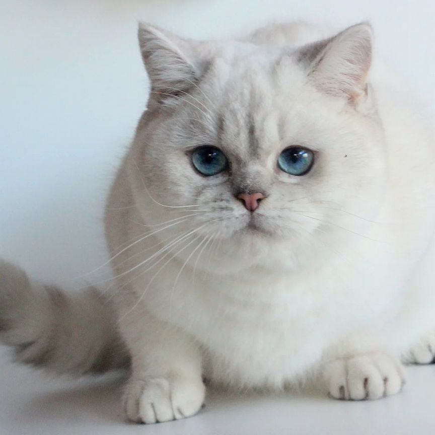 Британская шиншилла