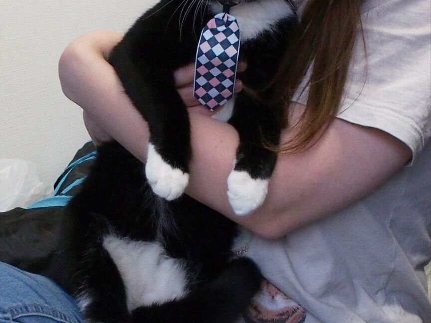 Классный кот Честер