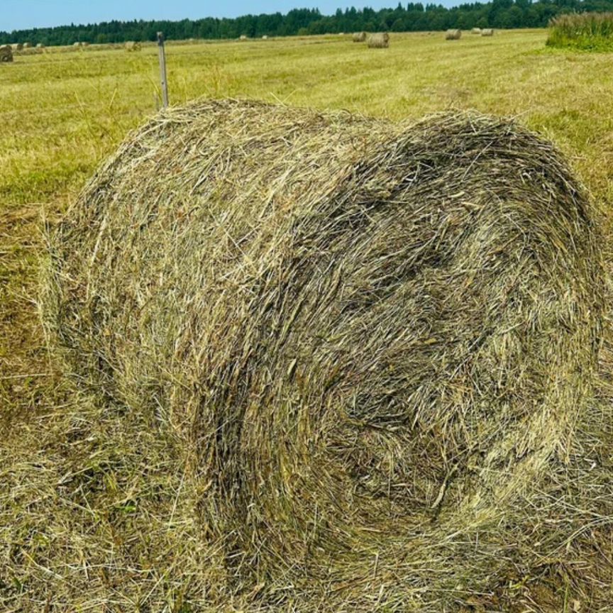 Сено в рулонах