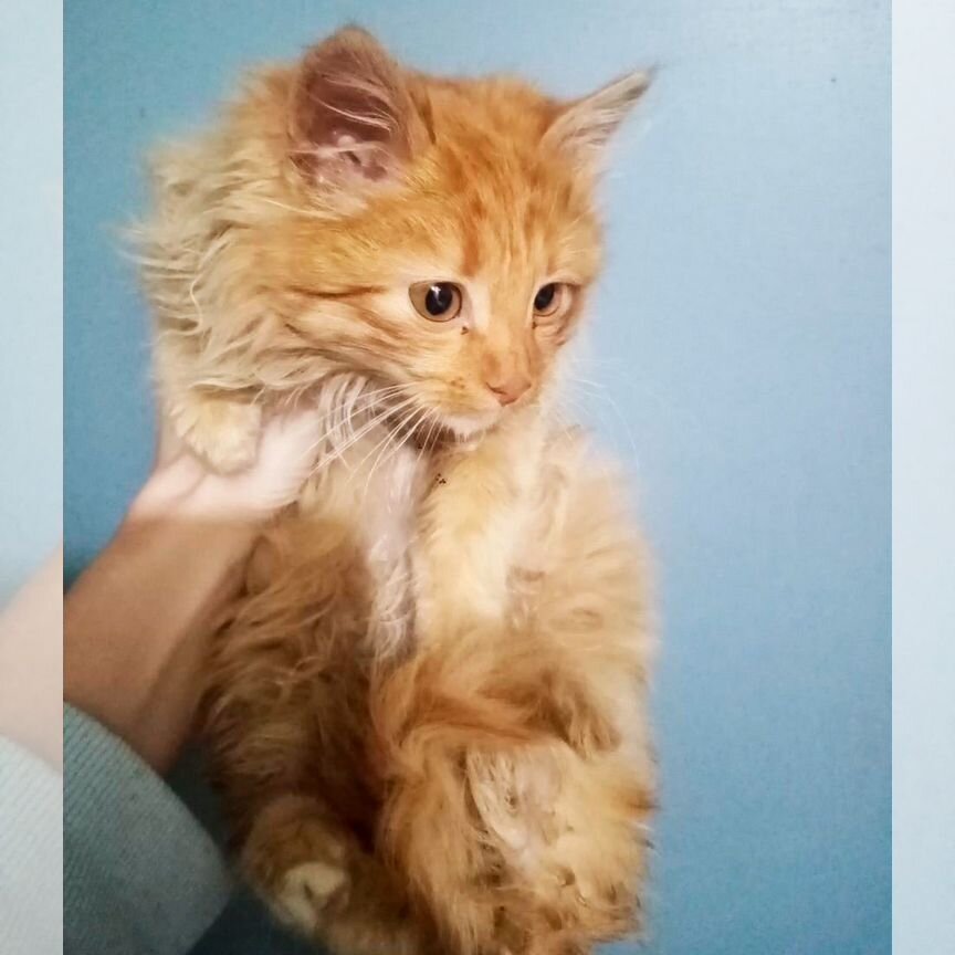 Котёнок в добрые руки