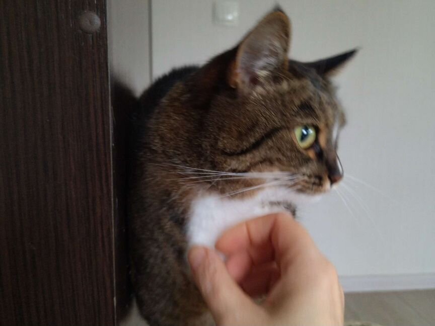 Кошка с приданным