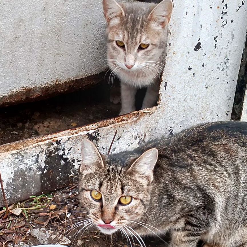 Голодные кошки и котята на улице