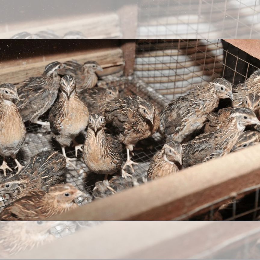 Перепела сегодня доставим