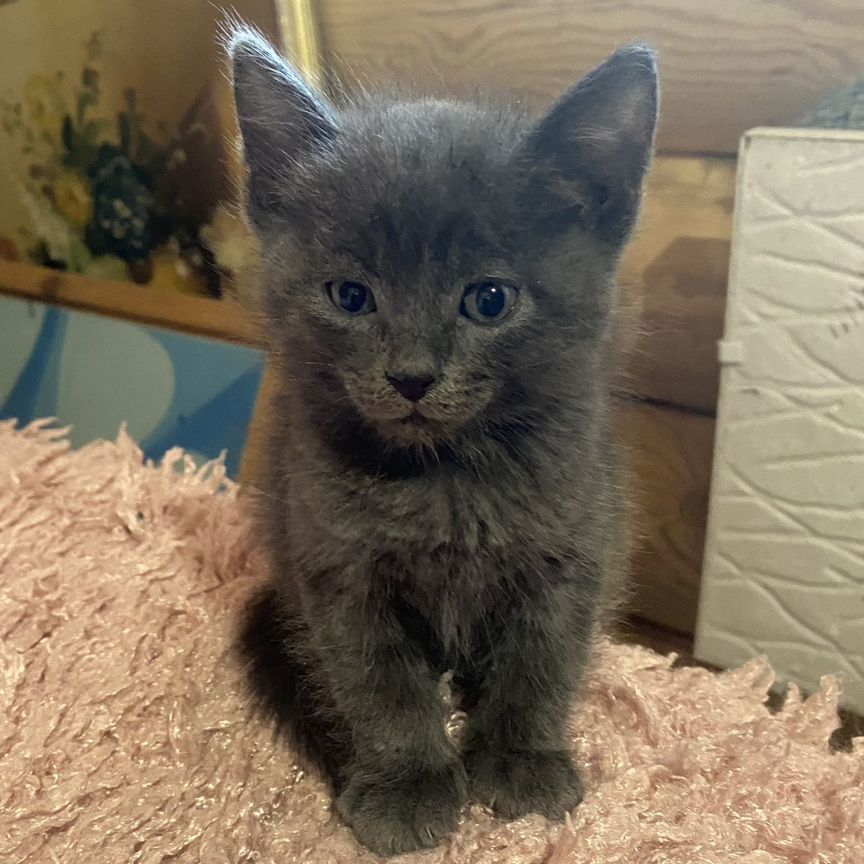 Сибирский котёнок