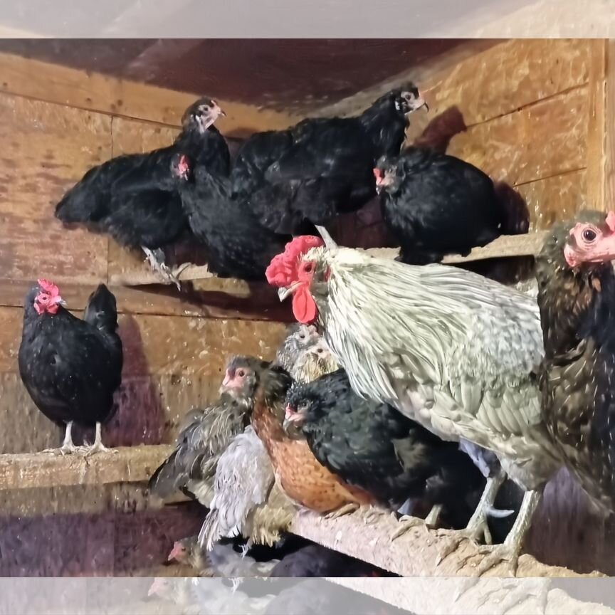 Продам курочек породы "Доминант"